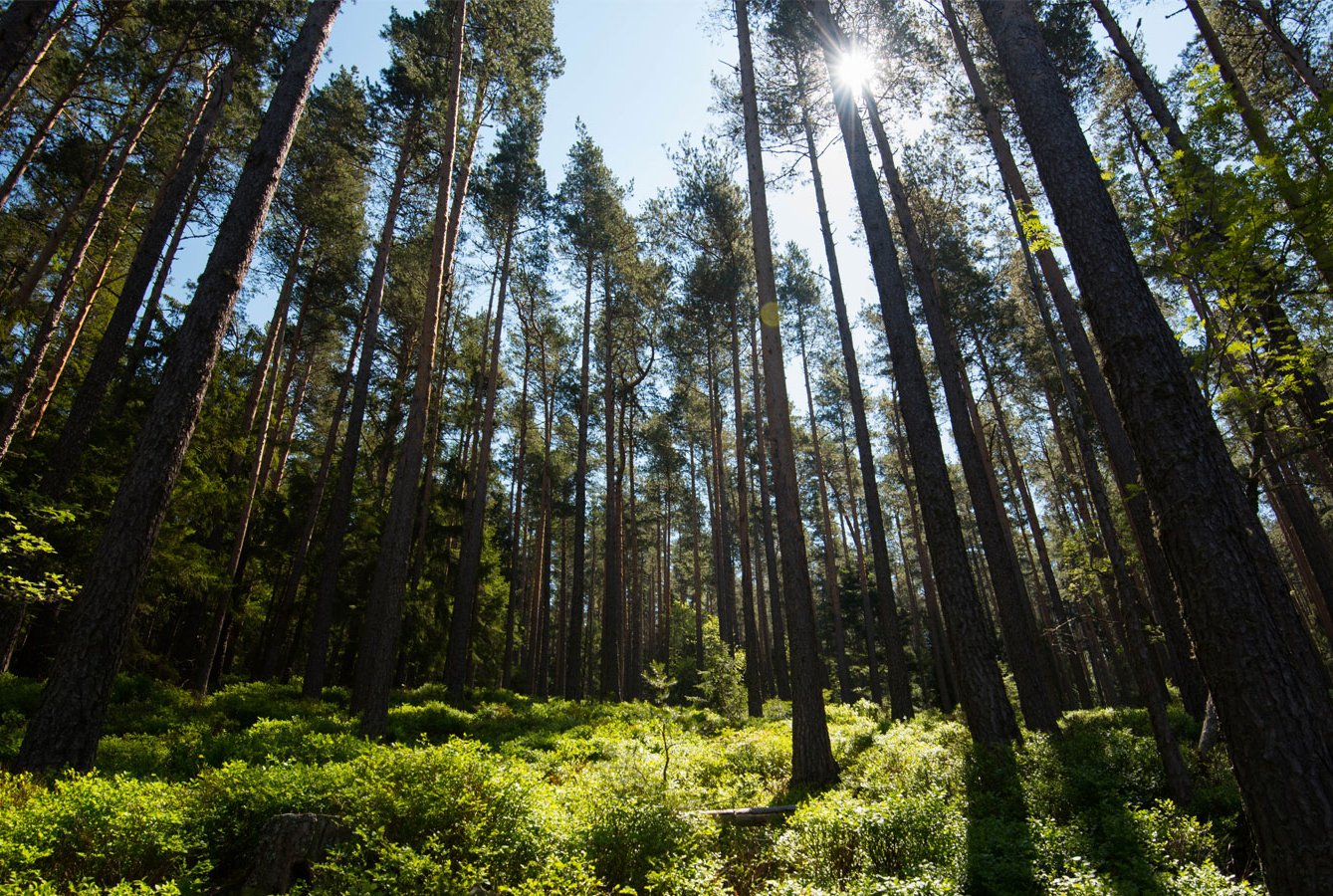 Outlook for sustainable forestry | Pictet Asset Management