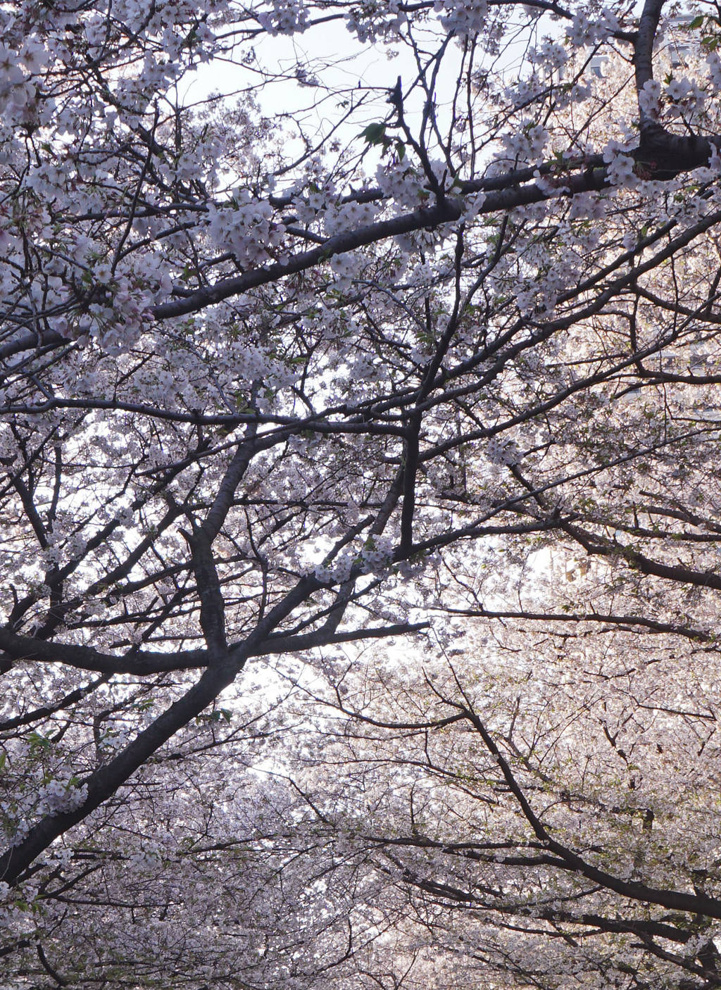 Japan's political shift and bond market impacts | Pictet Asset ...