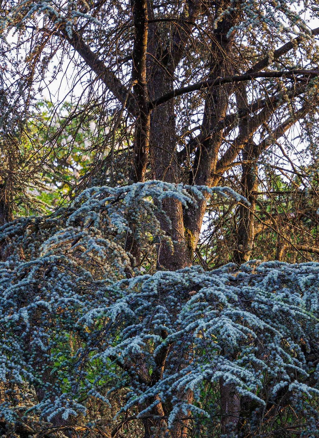 Trees are the most efficient carbon absorber | Pictet Asset Management ...