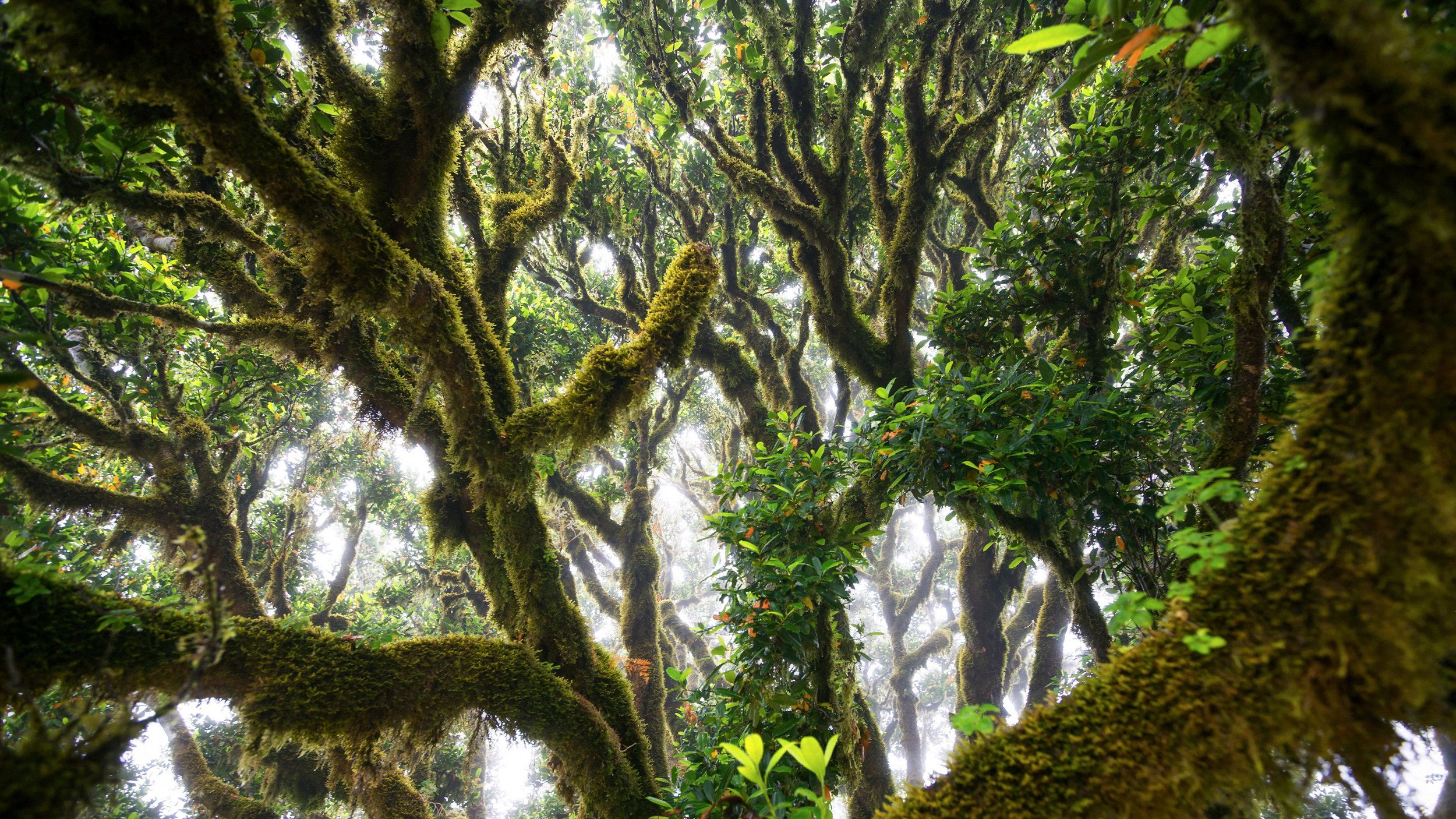 Global Environmental Opportunities | Pictet Asset Management Global Environmental Opportunities | Pictet Asset Management