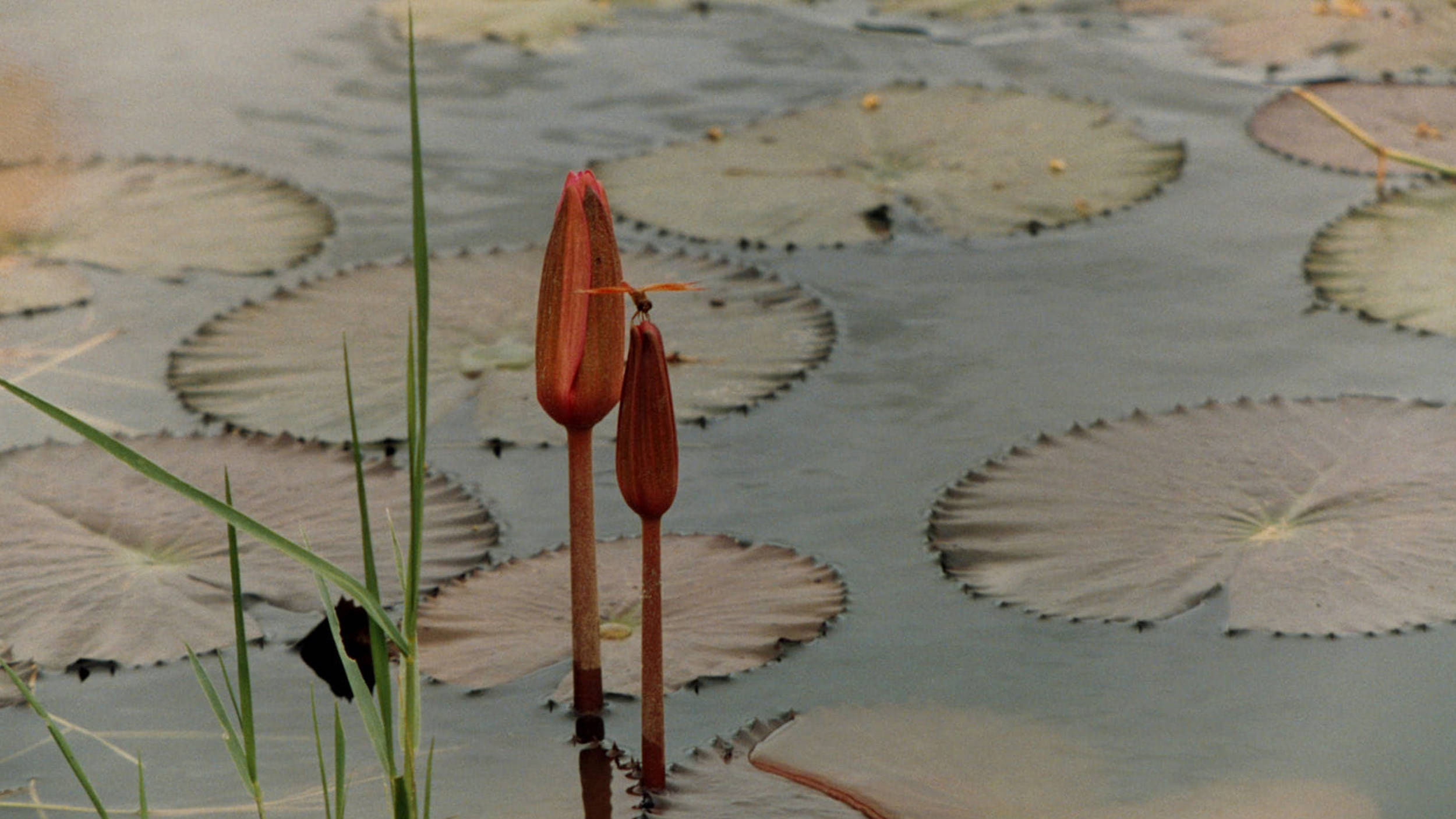 Pictet Asset Management's Lotus strategy | Pictet Asset Management