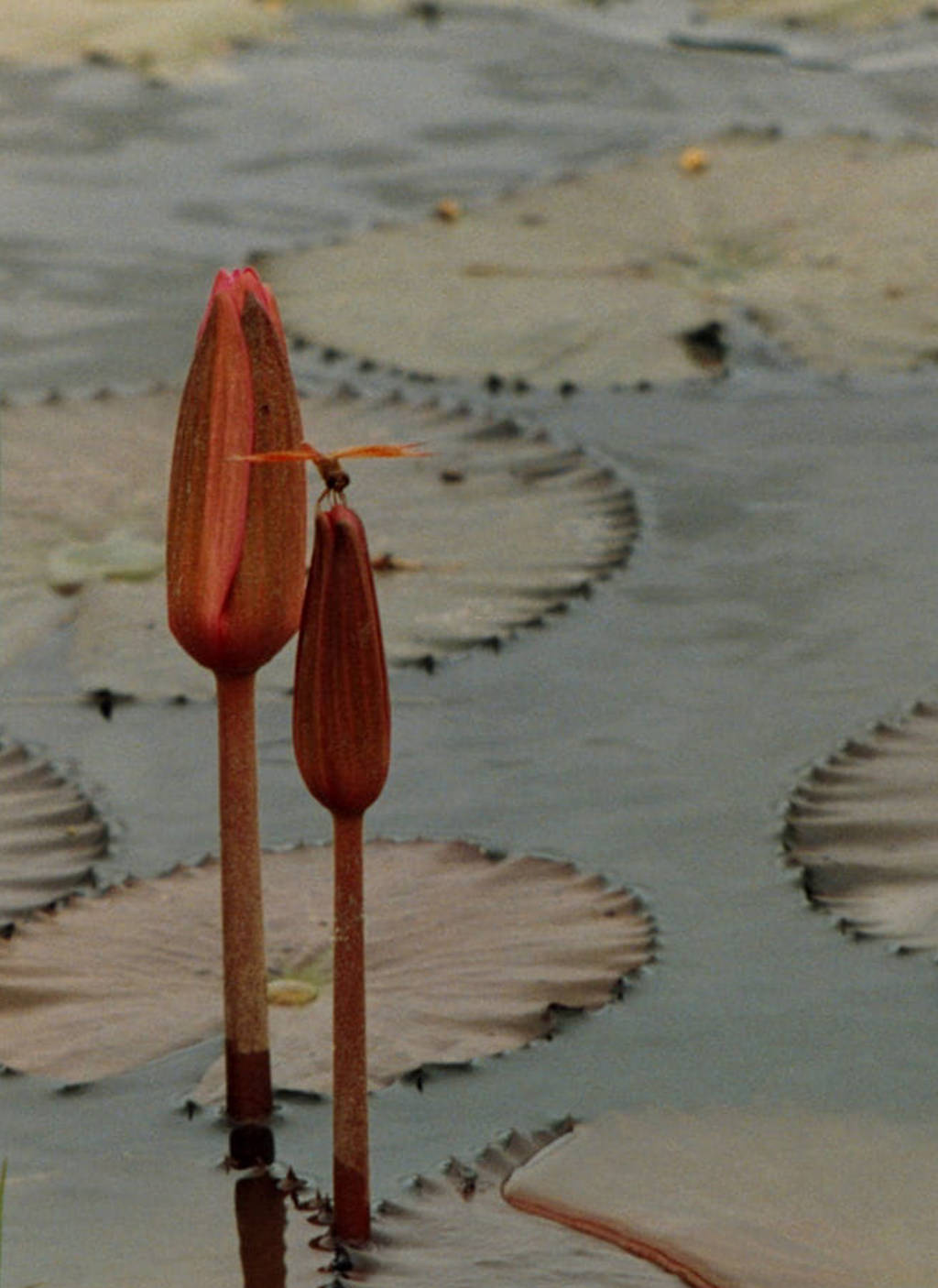 Pictet Asset Management's Lotus strategy | Pictet Asset Management Canada