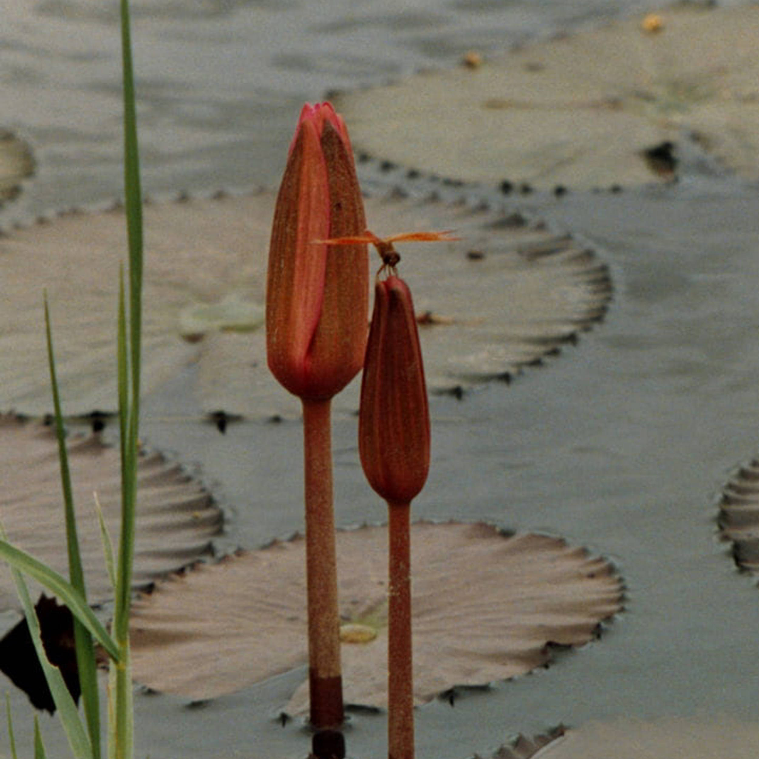 Pictet Asset Management's Lotus strategy | Pictet Asset Management Sweden